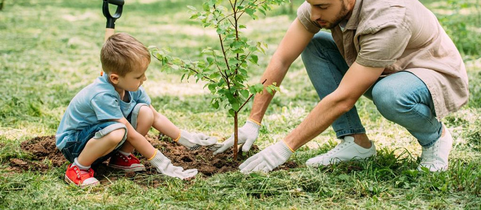 How To Plant A Tree The Right Way