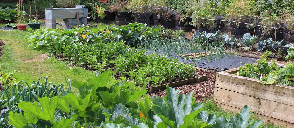 How to setup an edible garden?