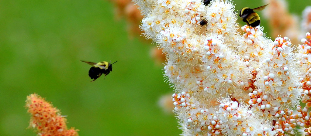 Why are pollinators so important in your garden and how to get more of ...